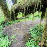 Maple Glade Nature Trail, Washington - 196 Reviews, Map | AllTrails