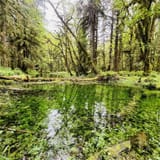 Maple Glade Nature Trail, Washington - 196 Reviews, Map | AllTrails