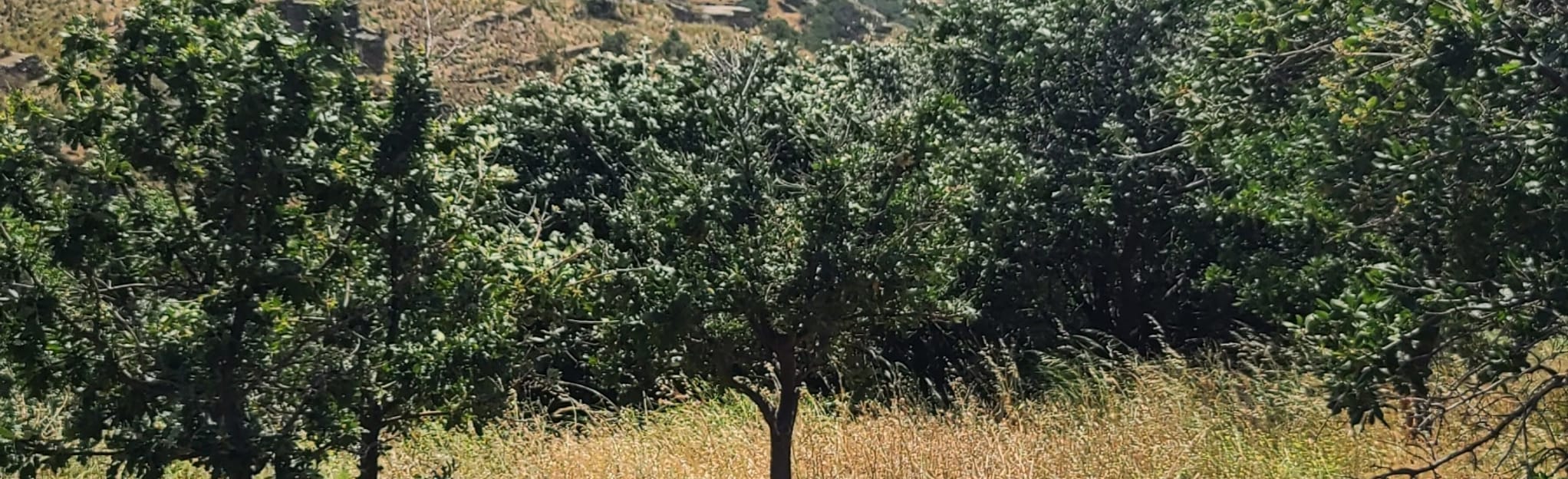 Potamia - Lychnaftia Beach, Tinos, Greece - Map, Guide | AllTrails