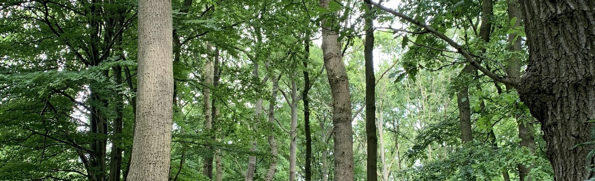 Stanney Woods Circular : 24 Photos - Cheshire, Angleterre | Randonnée ...