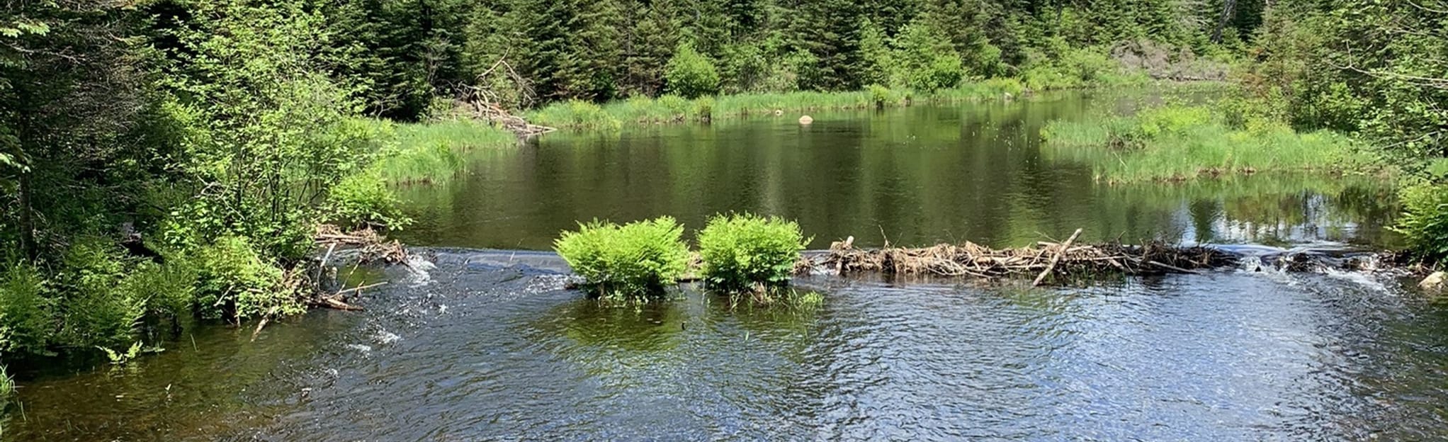 Moore Lake Loop, Quebec, Canada - 11 Reviews, Map | AllTrails