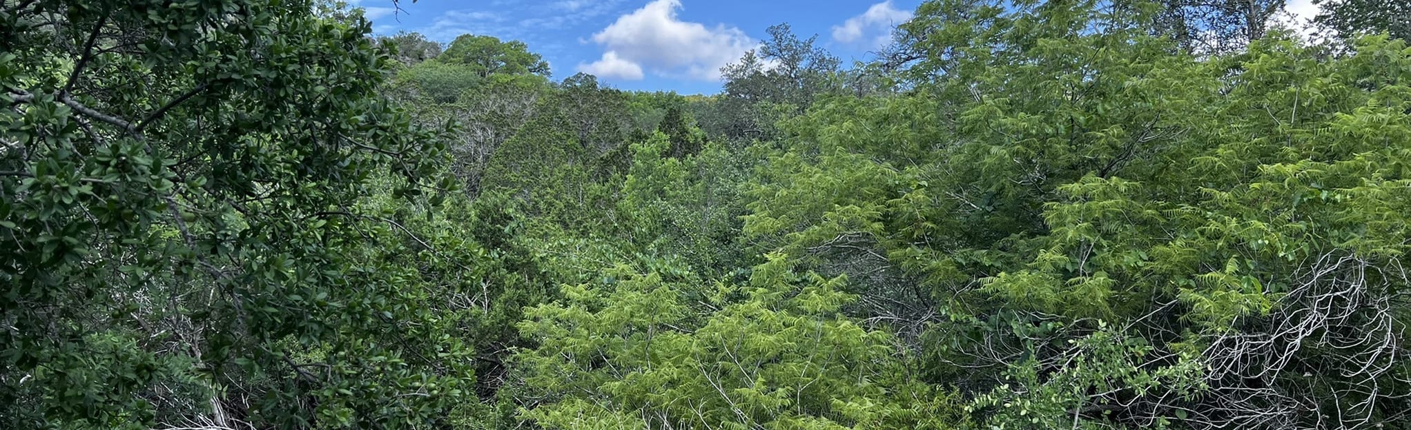 Government Canyon Loop: 86 Reviews, Map - Texas | AllTrails