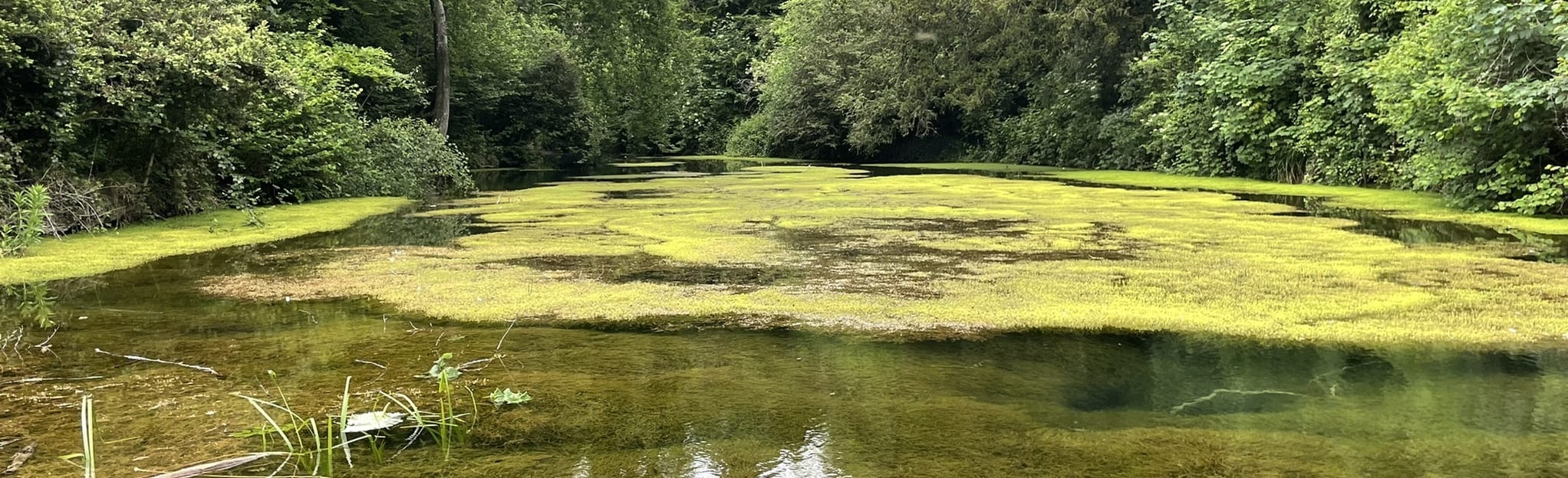 Silent Pool, Shere, Ponds Lane and Albury Circular - Surrey, England ...