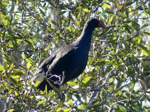 Best Hikes and Trails in Everlasting Swamp National Park | AllTrails