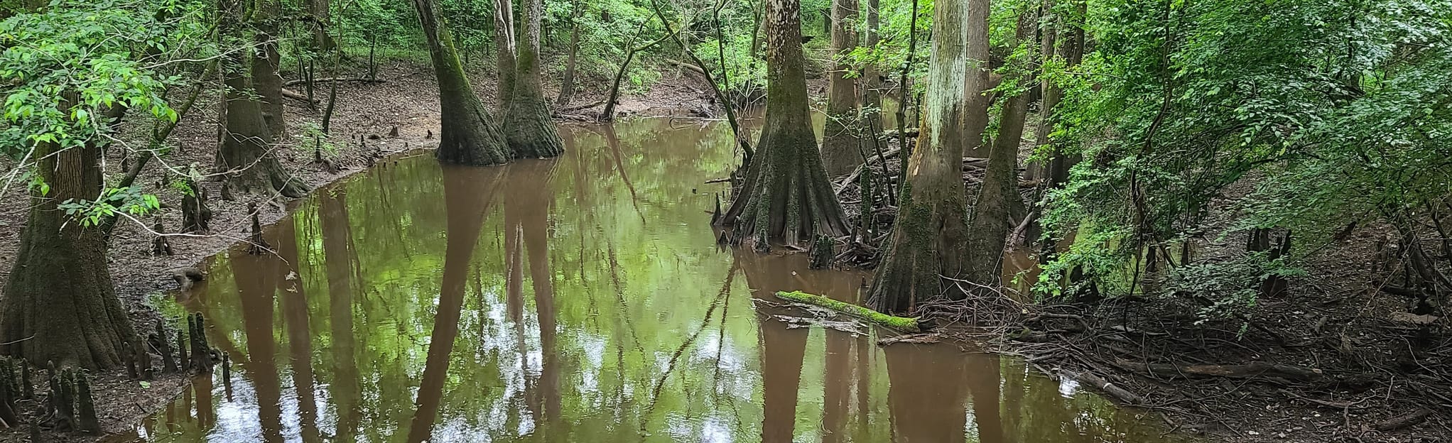 Cedar Creek Paddle Route, South Carolina - 58 Reviews, Map | AllTrails