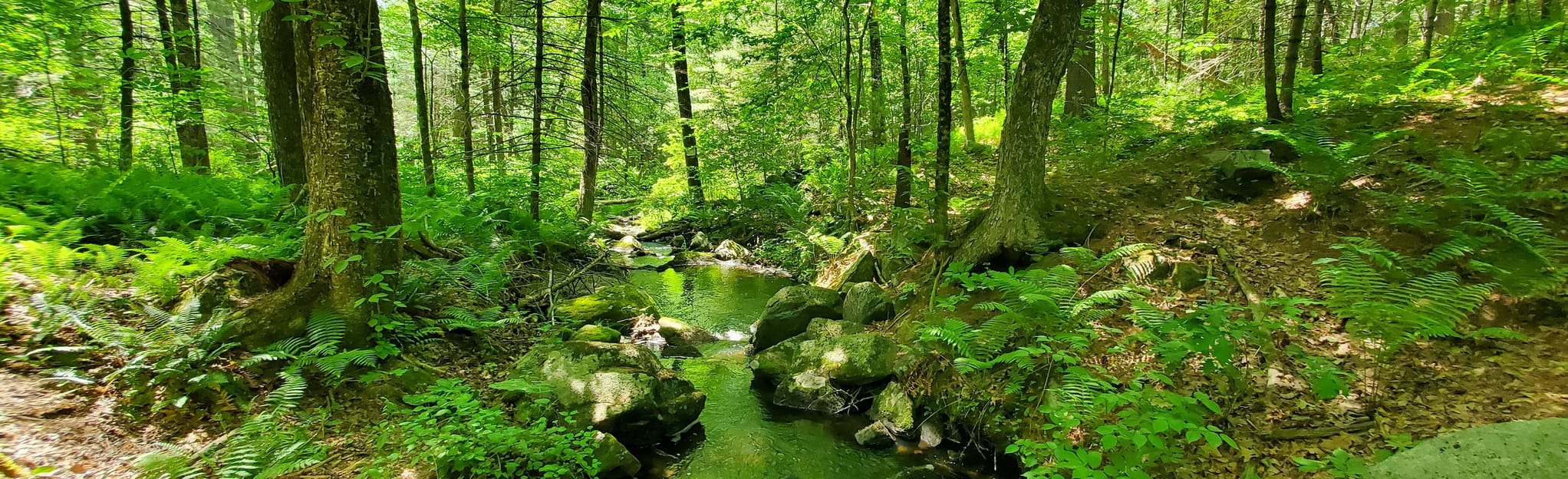 Skorupski Woodlands Loop: 16 foto - Massachusetts | AllTrails