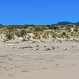 Limantour Beach Trail, California - 359 Reviews, Map | AllTrails
