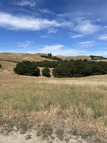 Best 10 Hikes and Trails in Briones Regional Park | AllTrails