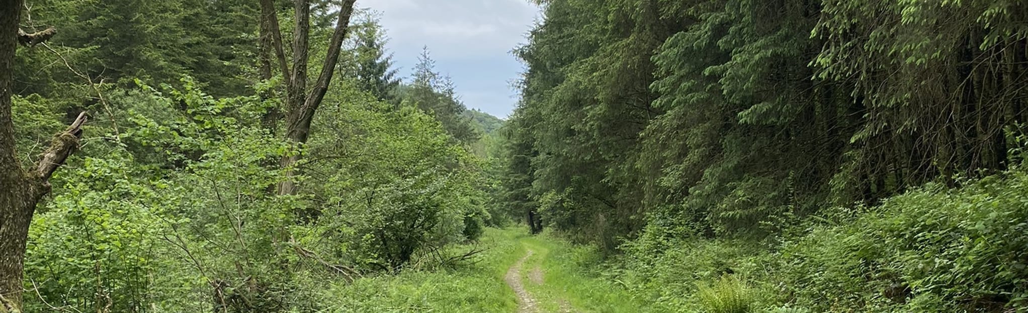 Esgair Fwyog Circular, Powys, Wales - 10 Reviews, Map | AllTrails