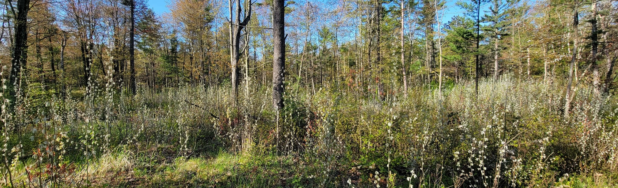 AllTrails | Point Beach Red Pine Trail: 50 Reviews, Map - Wisconsin