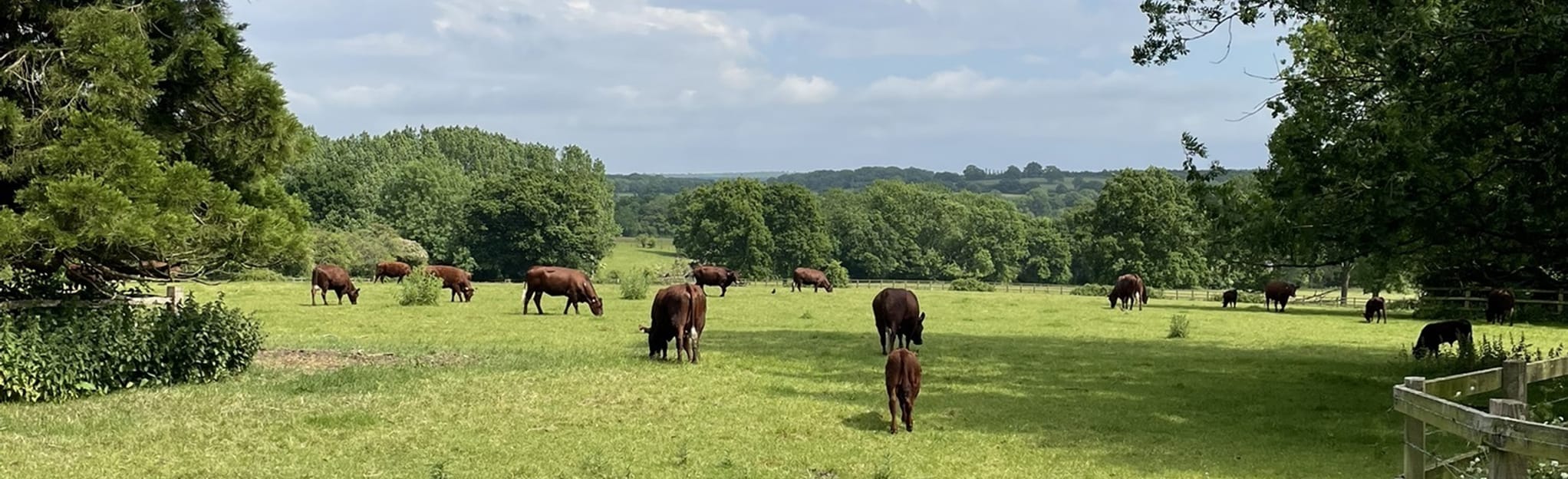 Titsey Park Circular, Surrey, England - 99 Reviews, Map | AllTrails