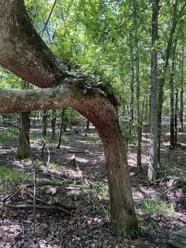 Best Hikes and Trails in Calhoun Falls State Park | AllTrails