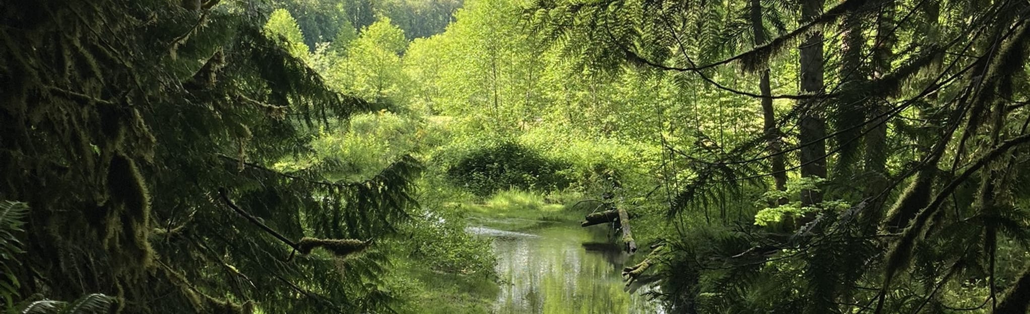 Maple Valley Loop: 151 Reviews, Map - Washington | AllTrails