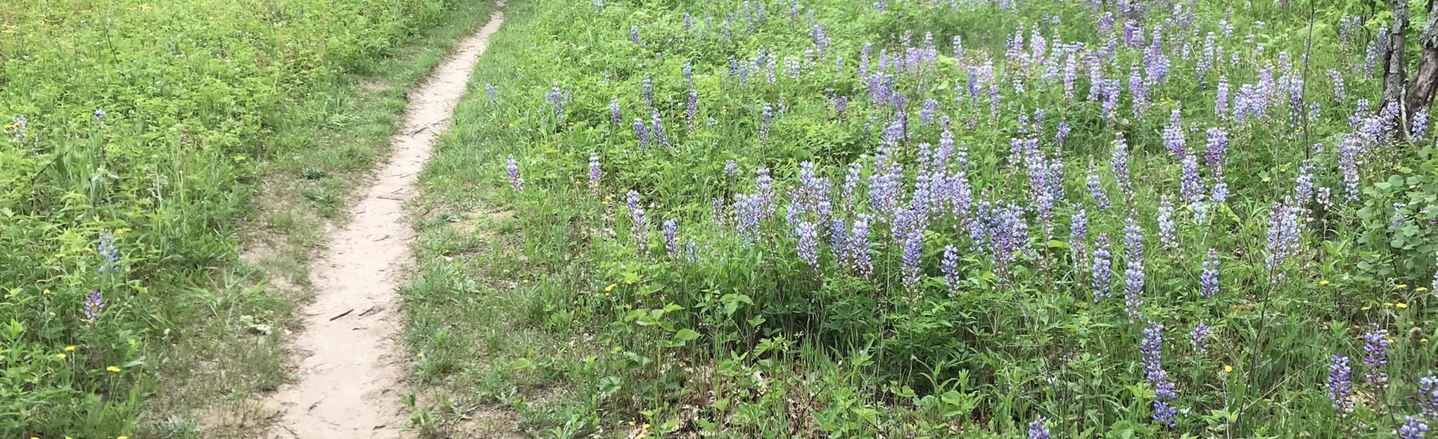 Maas Family Nature Preserve Loop, Michigan - 10 Reviews, Map | AllTrails