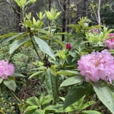 Old Loop and Rhodie Trail, Washington - 146 Reviews, Map | AllTrails