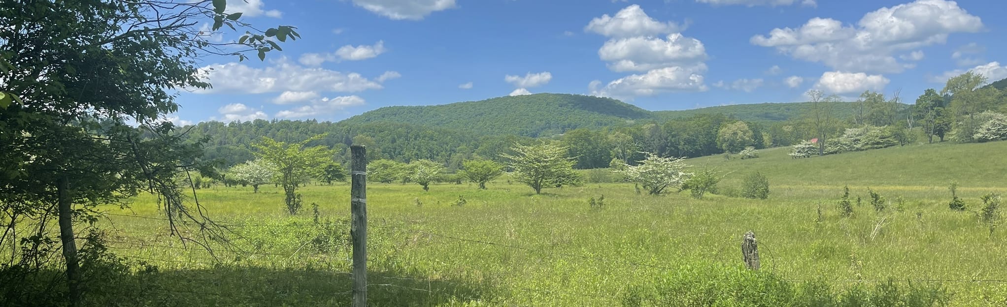Cathedral to Giant Hemlock Trail Loop - West Virginia | AllTrails