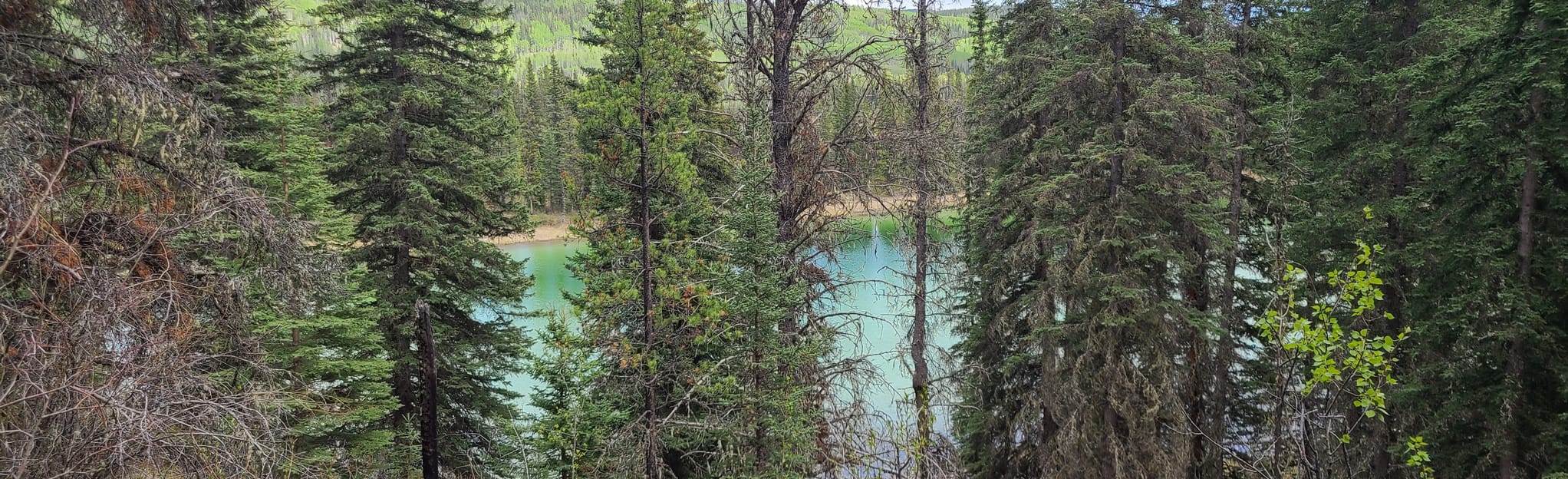 Kettle Trail Loop: 16 fotos - Alberta, Canada | AllTrails