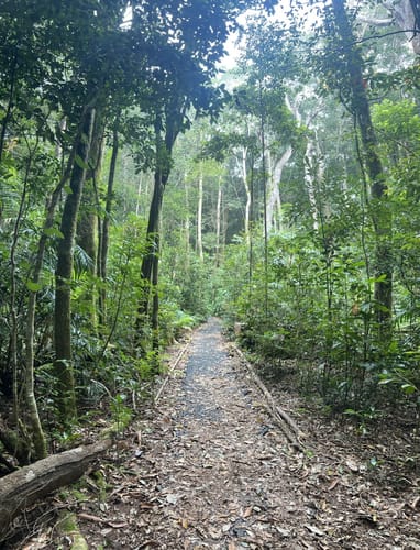 Best 10 Hikes and Trails in Paluma Range National Park | AllTrails
