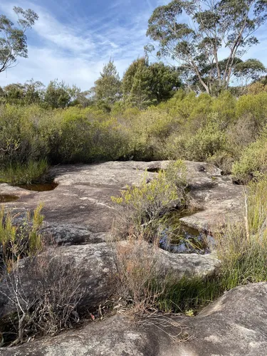 10 Best Forest Trails in Dharawal National Park | AllTrails