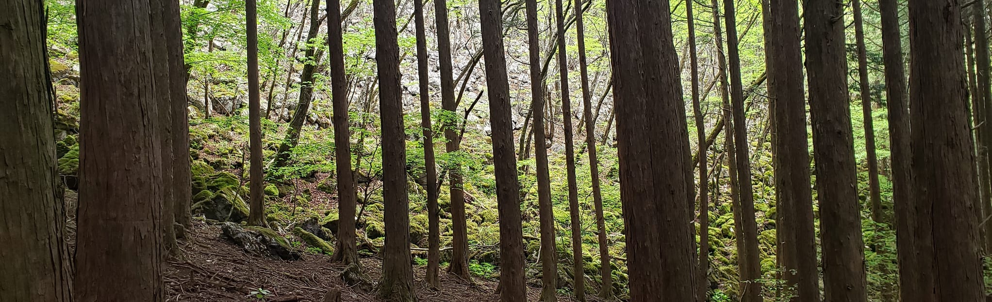Ichino Torii - Mount Buko: 1 Reviews, Map - Saitama, Japan | AllTrails