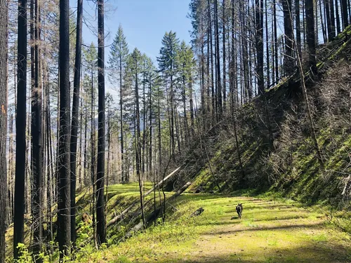 Best Hikes and Trails in Vida | AllTrails