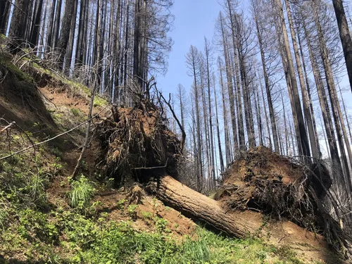 Best Hikes and Trails in Vida | AllTrails