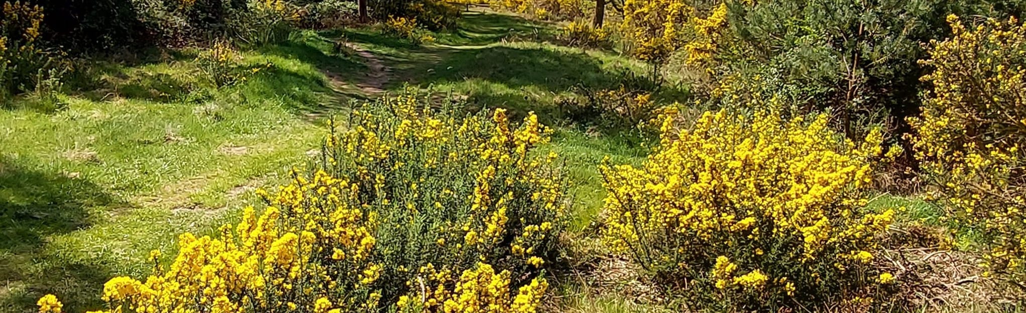 Santon Downham Circular: 29 Reviews, Map - Suffolk, England | AllTrails