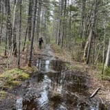 Franconia Brook Trail, New Hampshire - 323 Reviews, Map | AllTrails
