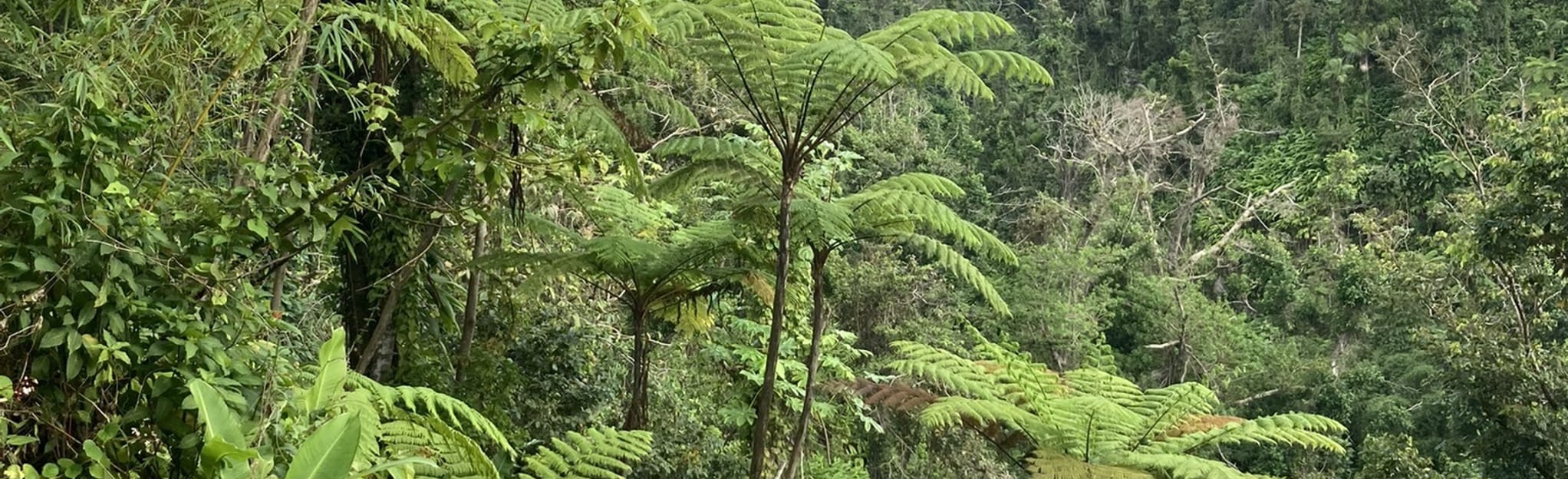 La Soufriere Volcano Trail, Saint David, Saint Vincent and the ...