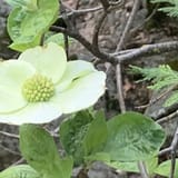 Four Mile, Panorama, and John Muir Trail Loop, California - 346 Reviews ...