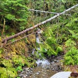 Church Creek - Satsop Lakes Trail, Washington - 26 Reviews, Map | AllTrails