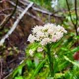 Church Creek - Satsop Lakes Trail, Washington - 26 Reviews, Map | AllTrails