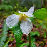 Church Creek - Satsop Lakes Trail, Washington - 26 Reviews, Map | AllTrails