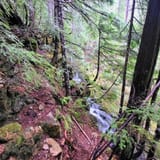 Church Creek - Satsop Lakes Trail, Washington - 26 Reviews, Map | AllTrails