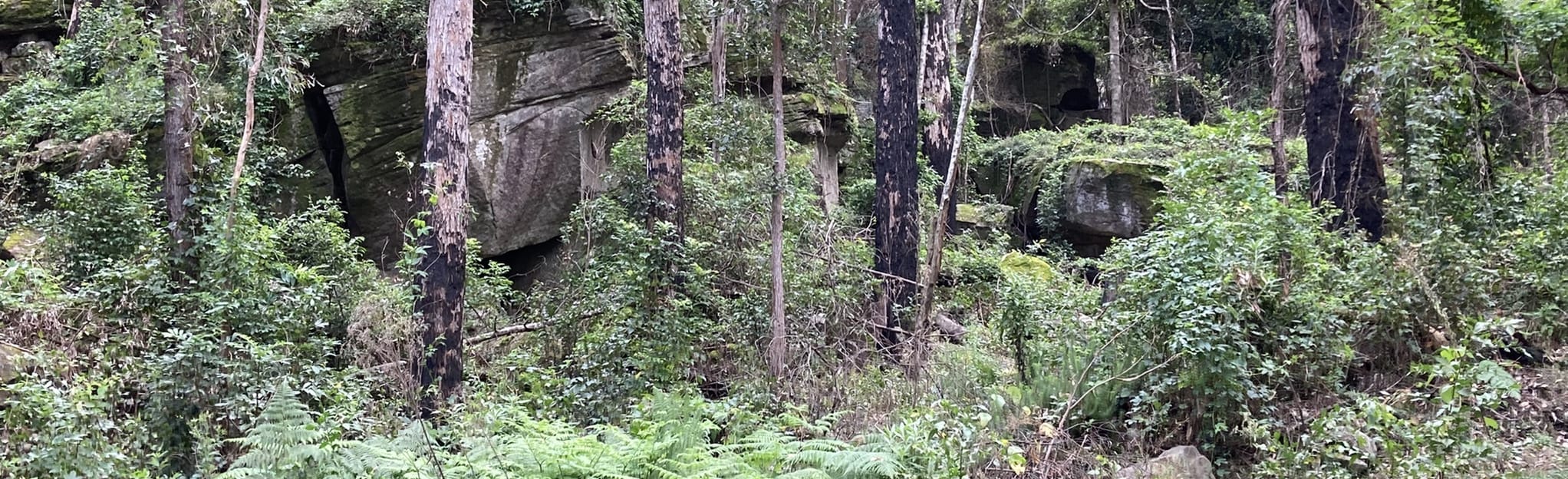 Wandean Gap Loop: 4 Reviews, Map - New South Wales, Australia | AllTrails