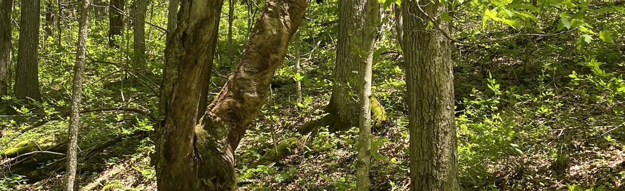 Shirley Bender Trail | Map, Guide - Indiana | AllTrails