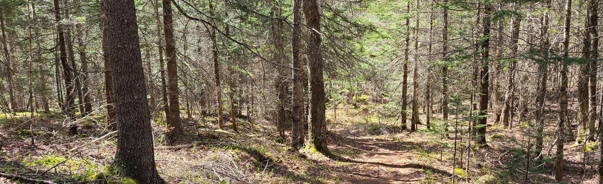 AllTrails | Simpson Hill Wilderness Trail: 7 Reviews, Map - New ...