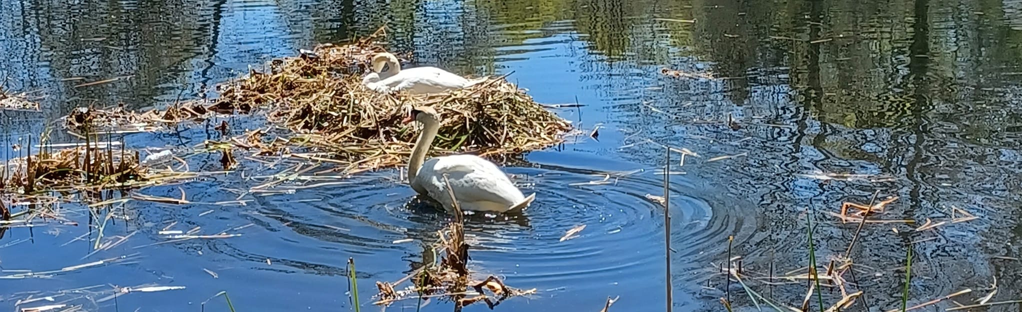 Crystal Pond | Map, Guide - Massachusetts | AllTrails