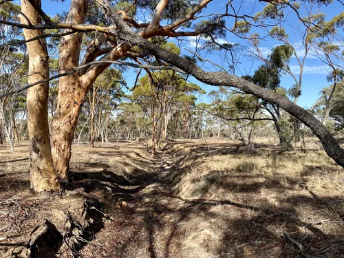 Best Hikes and Trails in Quairading | AllTrails