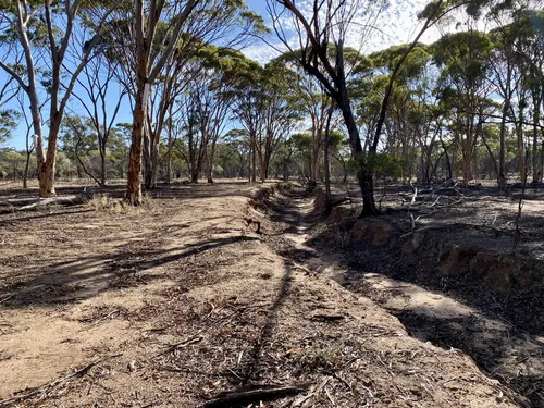 Best Hikes and Trails in Quairading | AllTrails