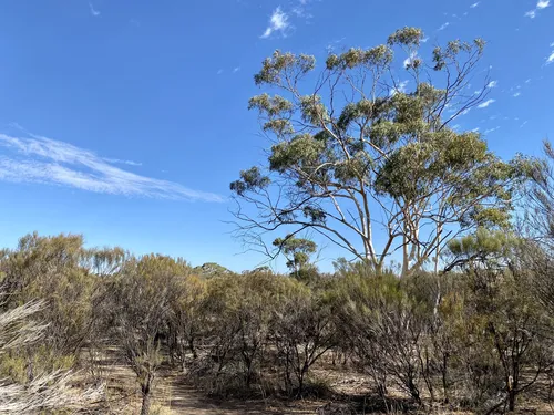 Best Hikes and Trails in Quairading | AllTrails