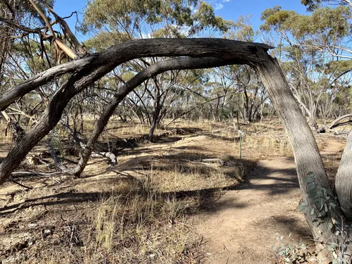 Best Hikes and Trails in Quairading | AllTrails