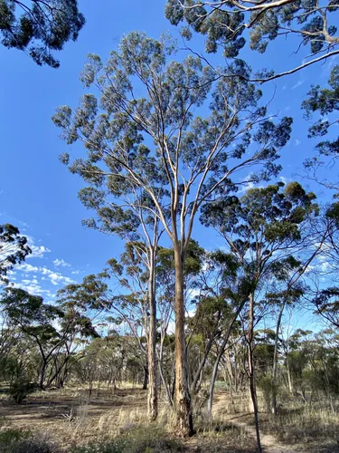 Best Hikes and Trails in Quairading | AllTrails