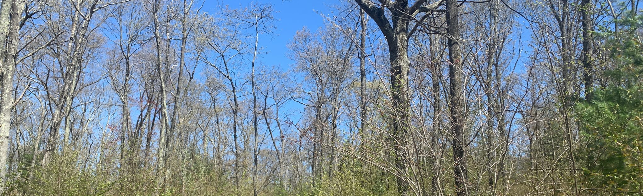 Thayer Brook Easy Loop, Massachusetts - 53 Reviews, Map | AllTrails