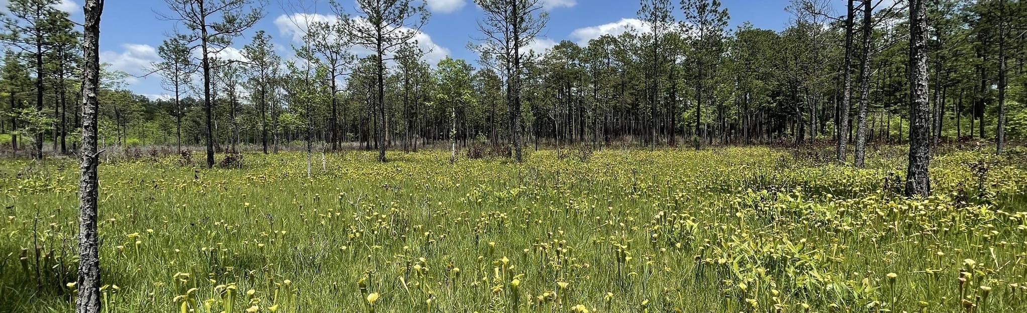 Pitcher Plant Trail: 175 Reviews, Map - Texas | AllTrails
