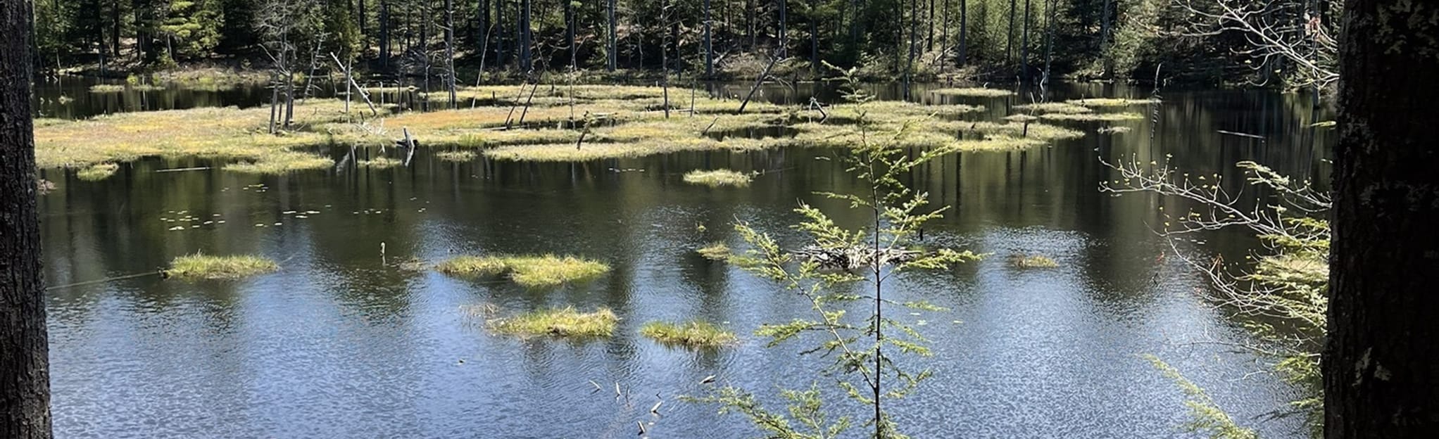 Beaver Pond Loop: 63 Reviews, Map - New Hampshire | AllTrails
