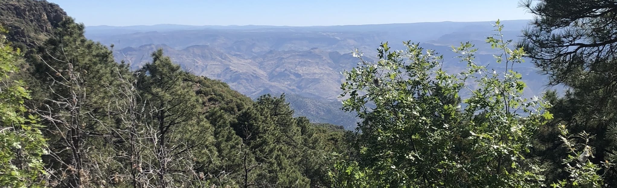 Pine Mountain Loop Trail: 21 Reviews, Map - Arizona | AllTrails