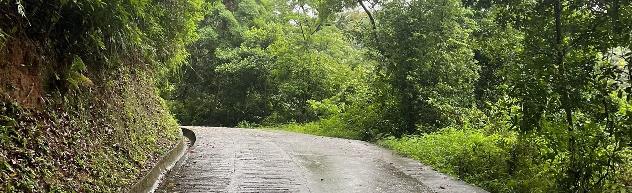 Tai Po Kau Forest Loop, Tai Po, Hong Kong - 8 Reviews, Map | AllTrails
