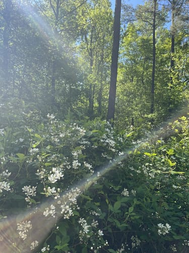 Best Hikes and Trails in Zoar State Forest | AllTrails