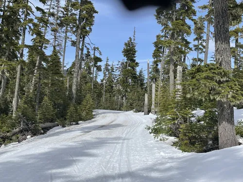 10 Best Easy Trails in Mount Hood National Forest | AllTrails